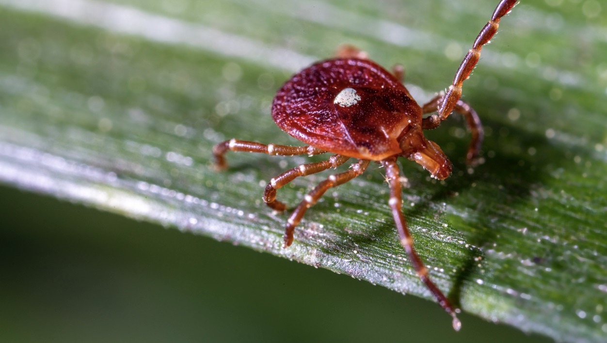 Tick Tips - Alpha-gal Information: Providers