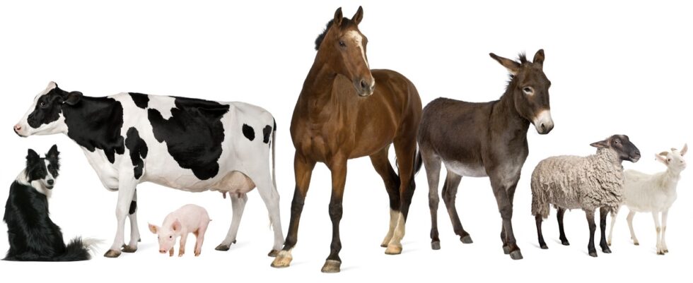 Food - Alpha-gal Information: Providers